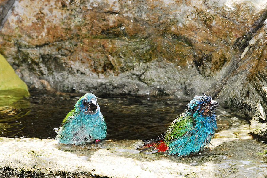 Splish Splash Photograph by Michael Rucci - Fine Art America