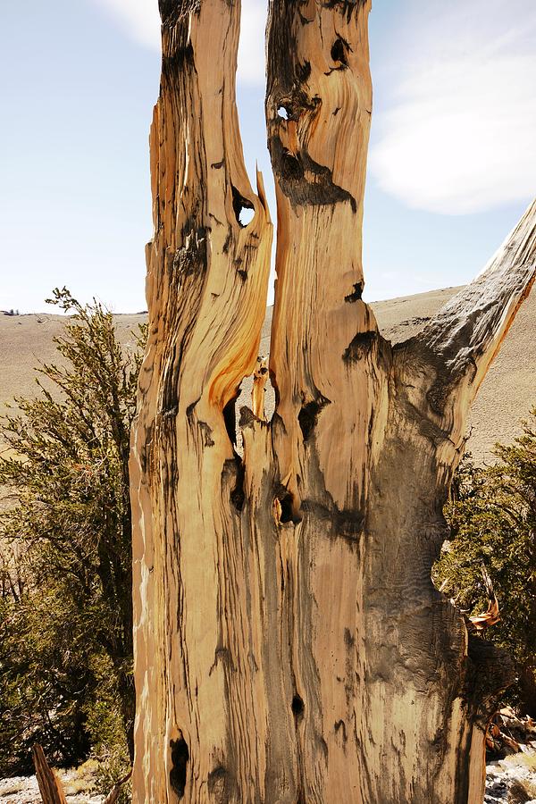 Split Bristle Photograph by Michael Courtney - Fine Art America