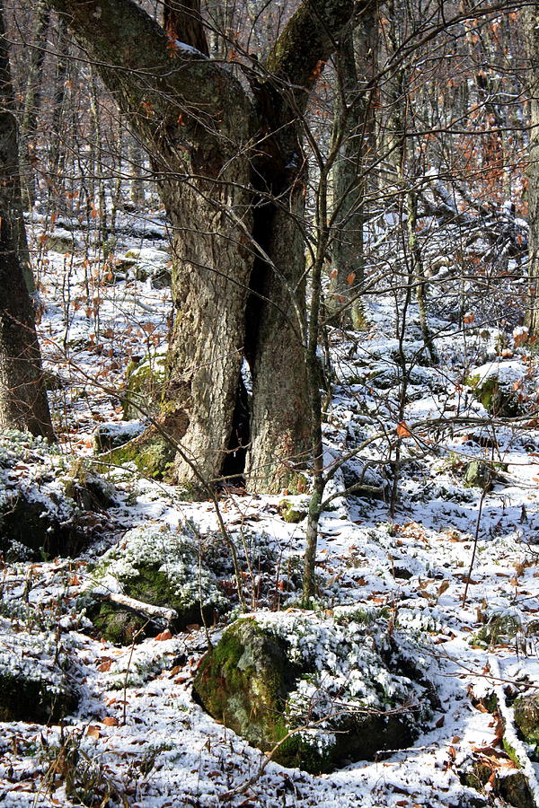 Split Tree Photograph by Lynn Davenport - Fine Art America