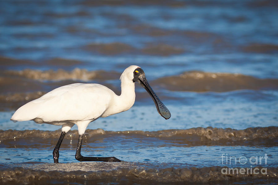 Spoonbill Photograph by Johan Larson - Fine Art America