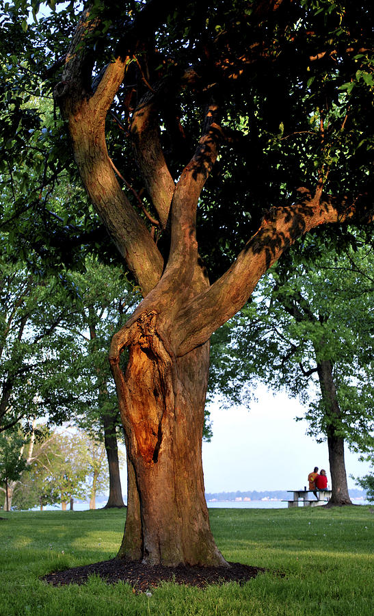 Spotlighted Tree Photograph by Donna Harding - Fine Art America