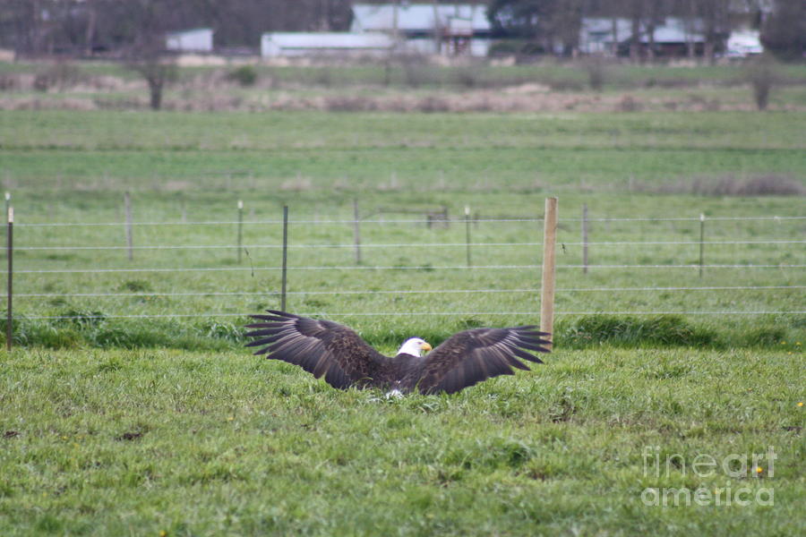 Spread Eagle Photograph by Douglas Cloud - Pixels
