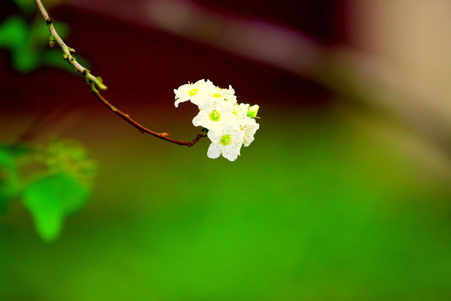 Spring Bud Photograph by Bret Worrell | Fine Art America