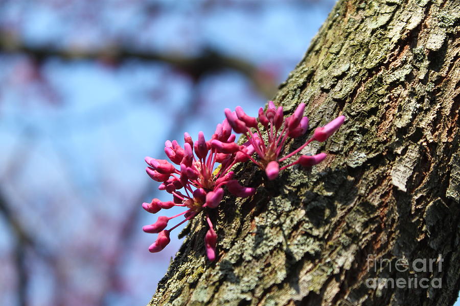 Spring buds Photograph by Shannon Petree | Fine Art America