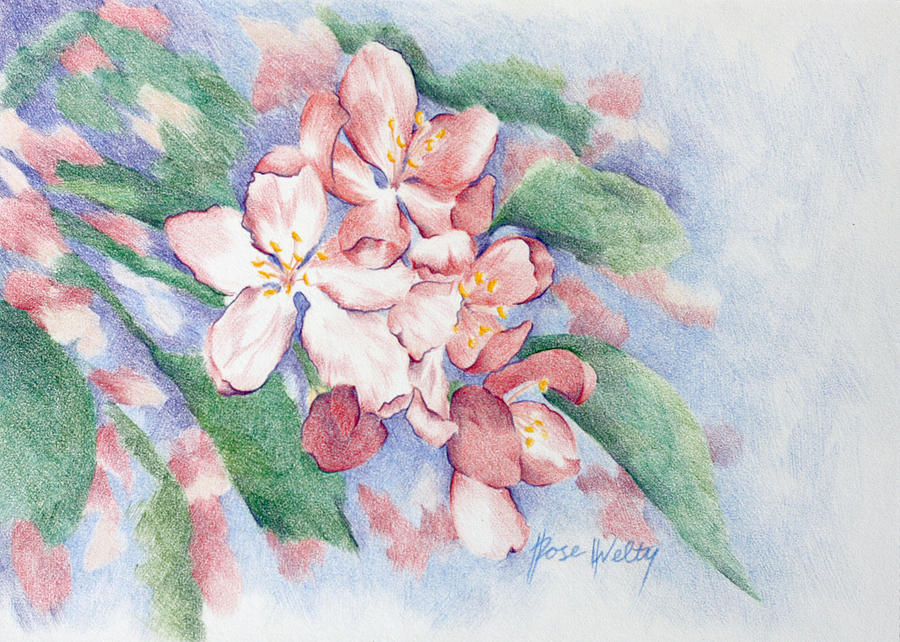 Spring Burst Drawing by Rose Welty - Fine Art America