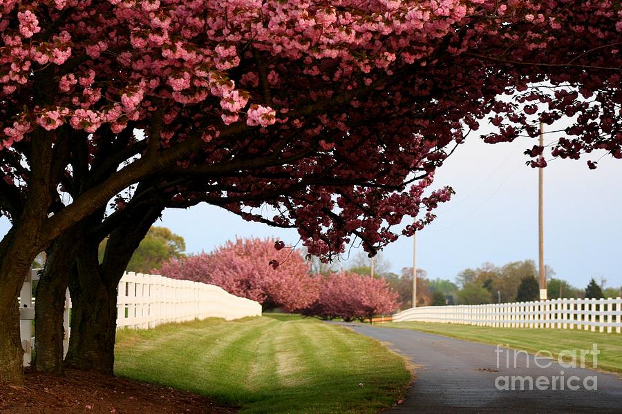 Spring Cherries Photograph by Beth Phifer - Fine Art America