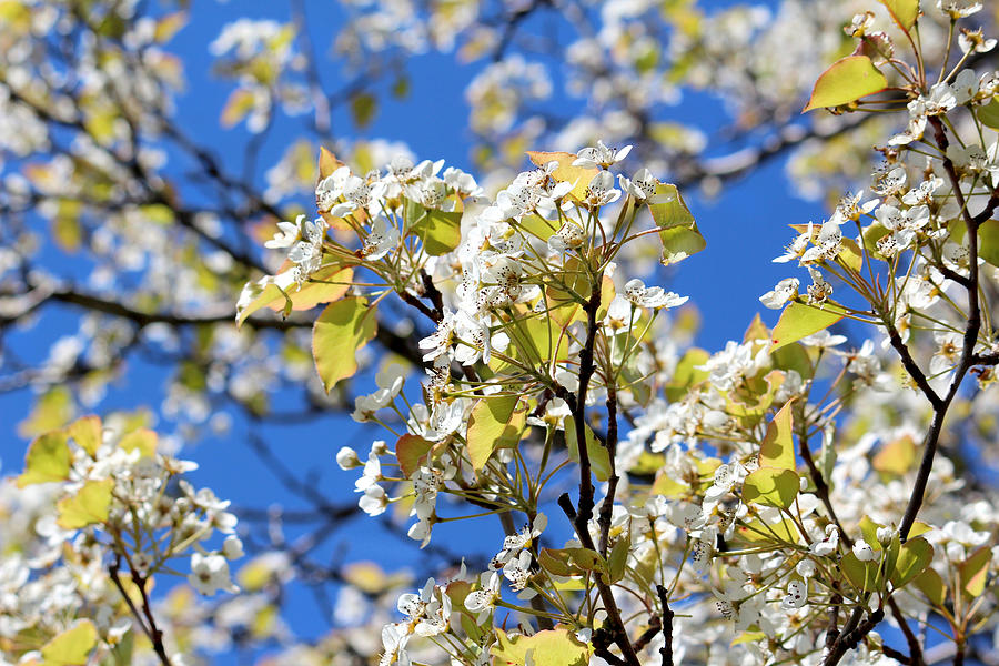 Spring Cherry Blossoms Photograph by Elizabeth Eells - Fine Art America