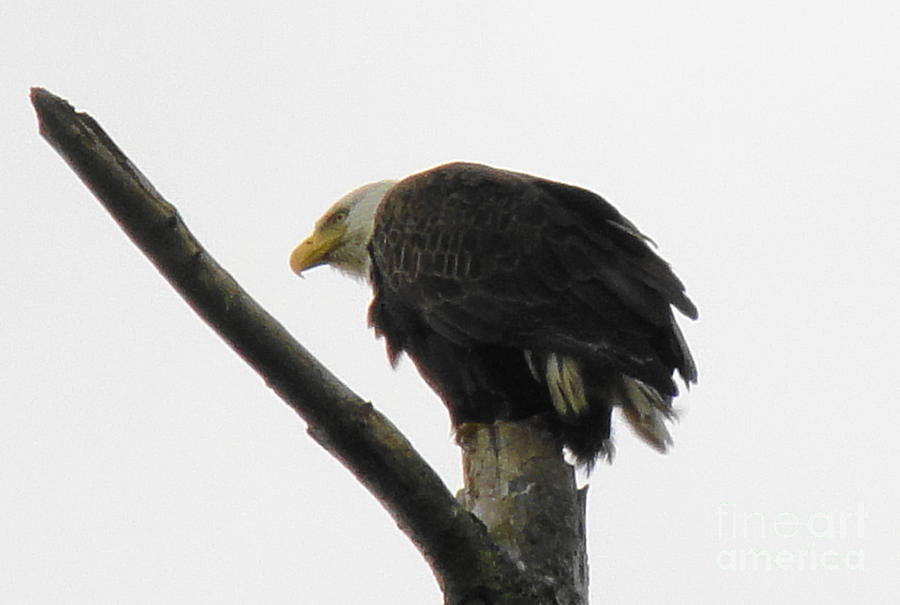 Spring Eagle IX Photograph by Daniel Henning - Fine Art America