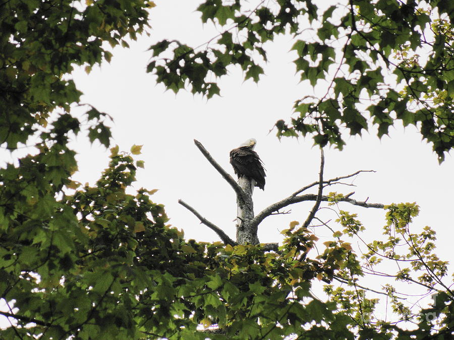 Spring Eagle XV Photograph by Daniel Henning - Fine Art America