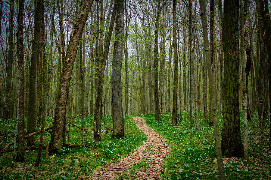 Spring forest path Photograph by Pat Vleer - Fine Art America