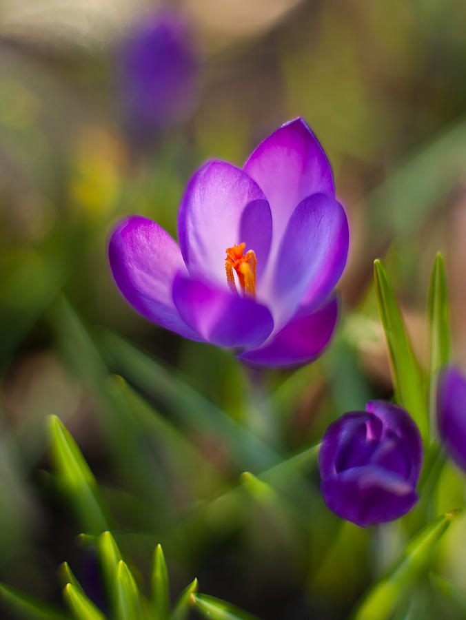 Spring Glow Photograph by Mike Reid - Fine Art America