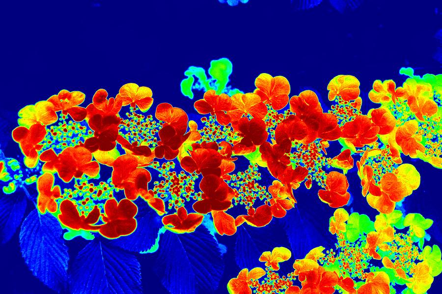 Spring Heat Photograph by Tessa Murphy - Fine Art America