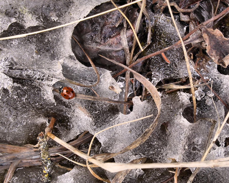 Spring Ladybug Photograph by Connie Levien - Fine Art America