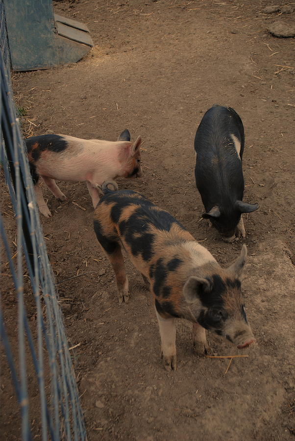 Spring Piglets Photograph by Deanne Smith - Fine Art America
