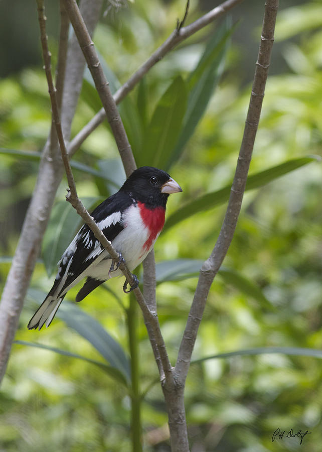 Spring Returnee Photograph by Phill Doherty - Fine Art America