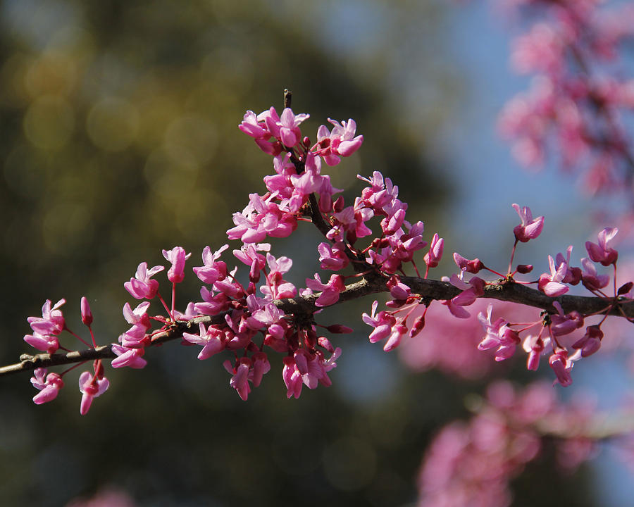 Spring Shade Photograph by Deidre Backus - Fine Art America