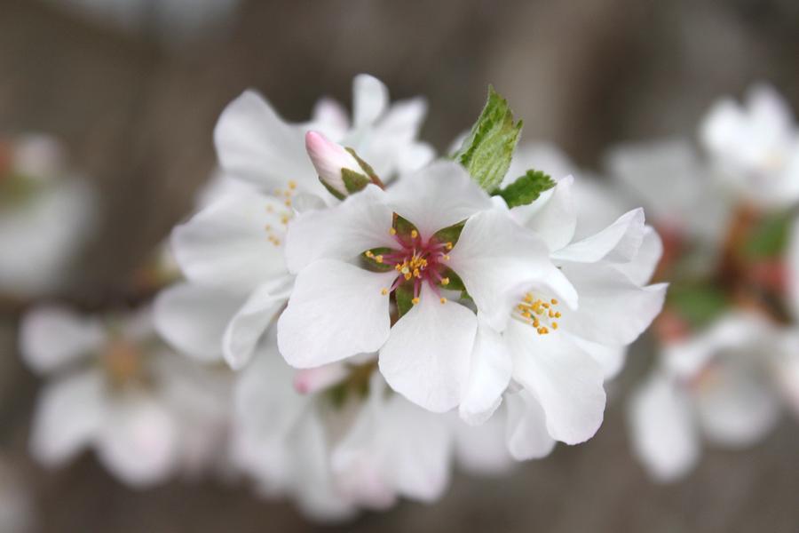 Spring Star Photograph by Ann Schmidt - Fine Art America