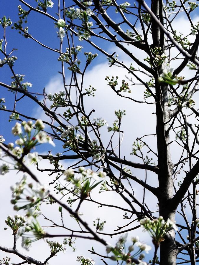 Spring Tree Buds Photograph by Elizabeth Simpson - Pixels