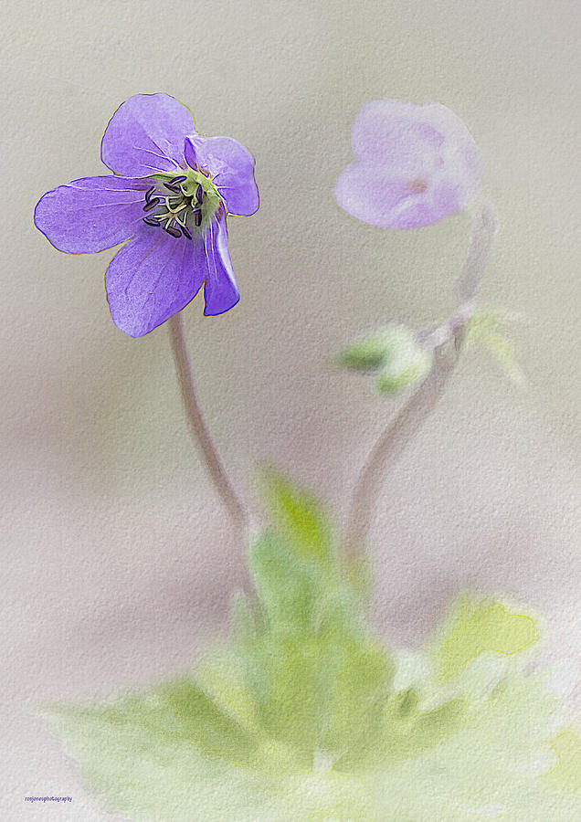 Spring Waltz Photograph By Ron Jones Fine Art America
