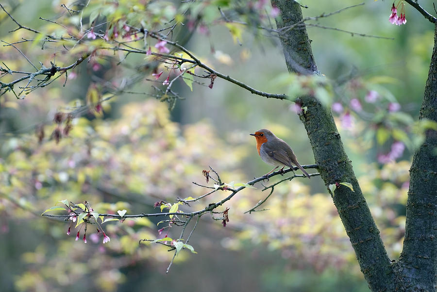 Springtime Robin Photograph by Amanda Elwell - Pixels