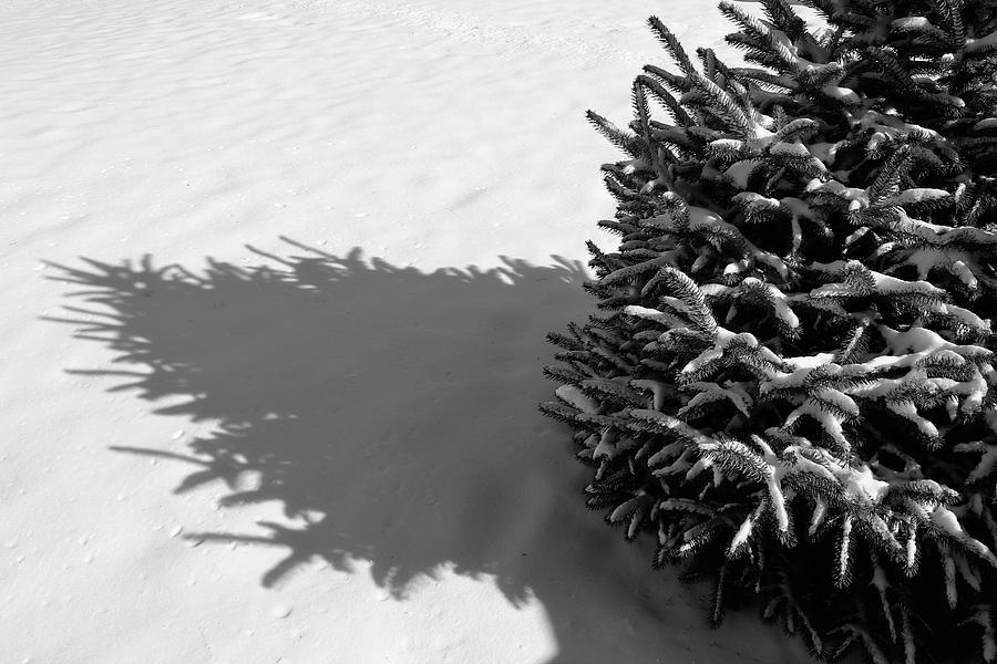 Spruce in Shadow Photograph by Rachel Cohen - Fine Art America