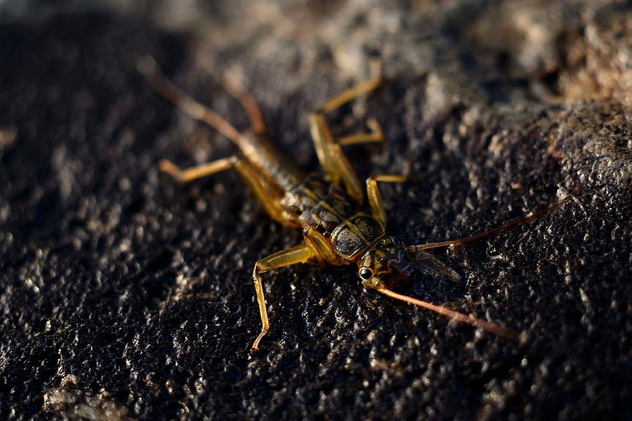 Squalla Photograph by Justin Olson