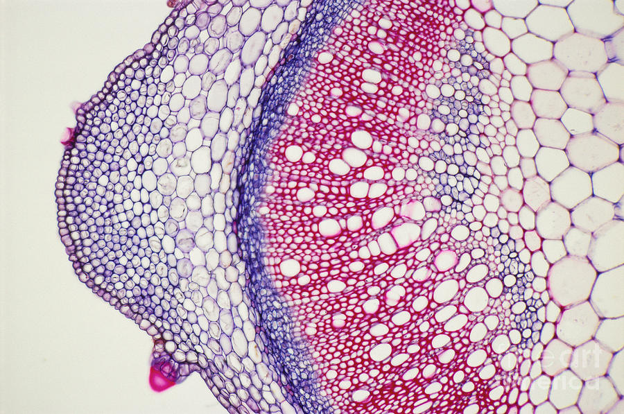 Square Stem Photograph by M. I. Walker - Fine Art America