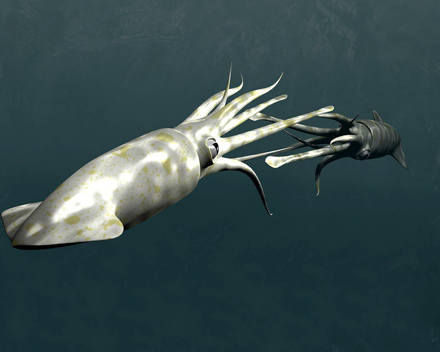 Squid Mating Photograph by Science Photo Library - Pixels