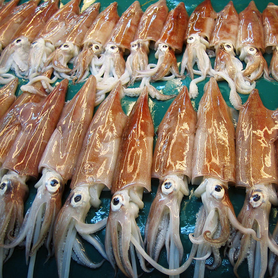 Squidoos Photograph by Phachesnie Studio - Fine Art America