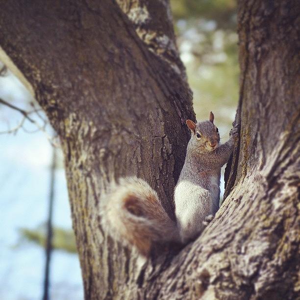 Squirrel Sex Squirrelporn Tree Photograph By Brian Townsend