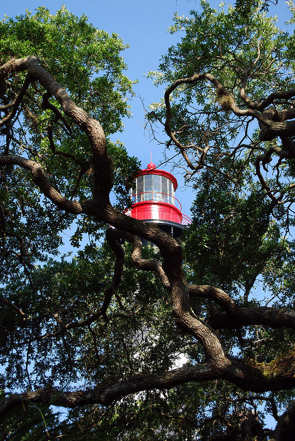 St Augustine Tree House Photograph by Skip Willits - Fine Art America