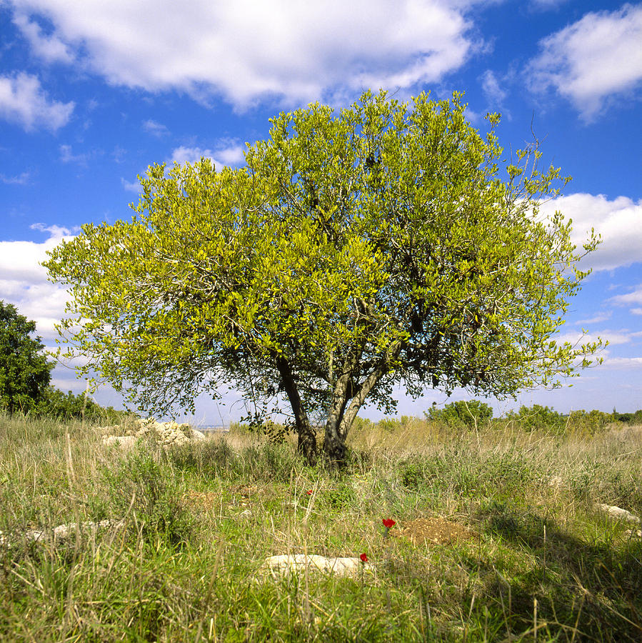 St Johns Bread Tree carob Photograph by Daniel Blatt - Pixels