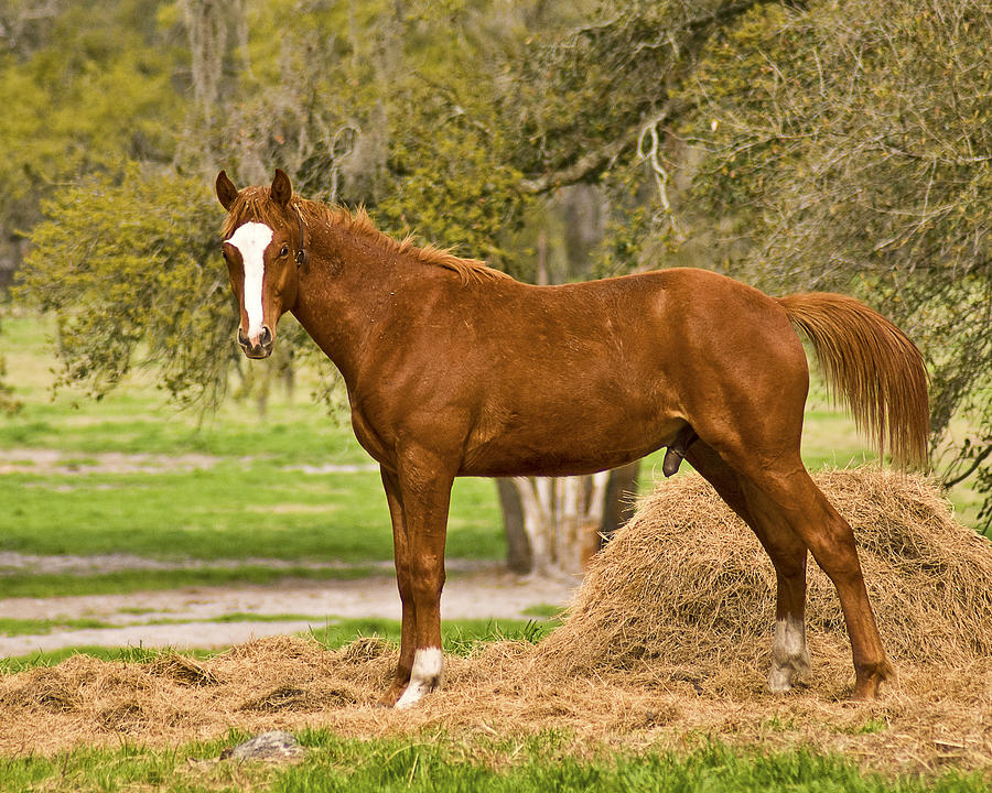Stallion Photograph by Betty Eich - Fine Art America