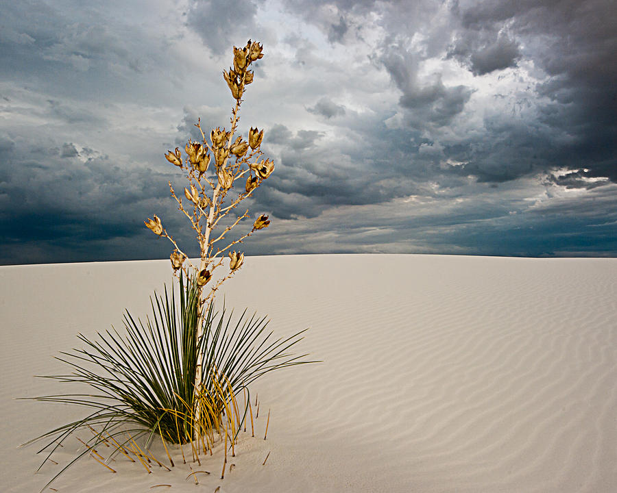 Standing Alone Photograph by Bob Bailey | Fine Art America