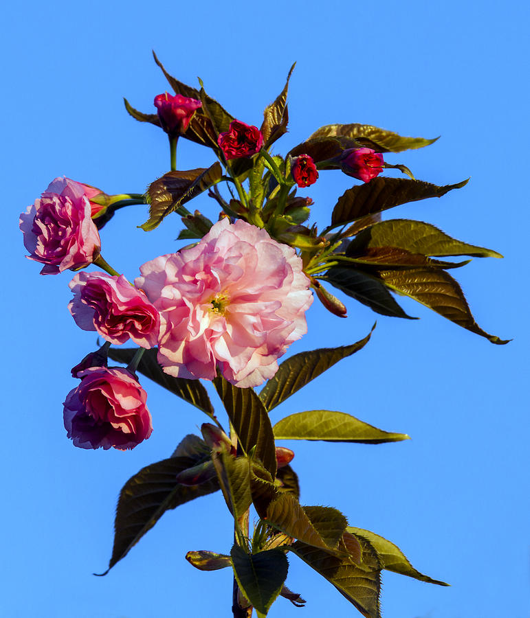 Standing Tall Photograph by David Lester - Fine Art America