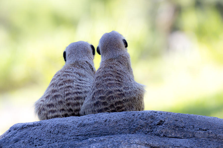 Standing Watch Photograph by Nicholas Evans - Pixels