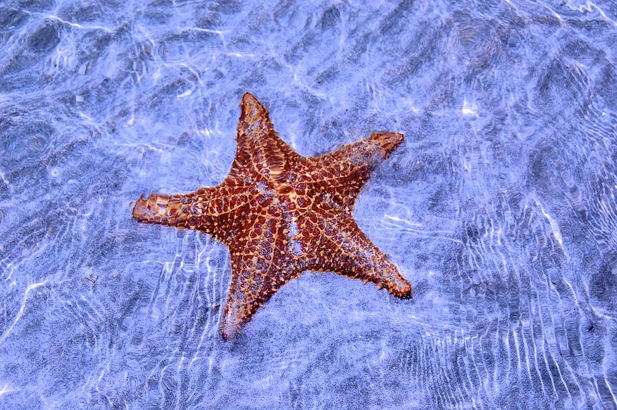 Starfish Beach Photograph by Dave Eitzen | Fine Art America