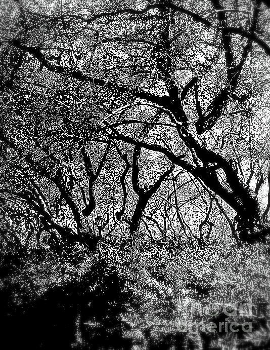 Stark Trees Photograph by Maria Scarfone - Pixels