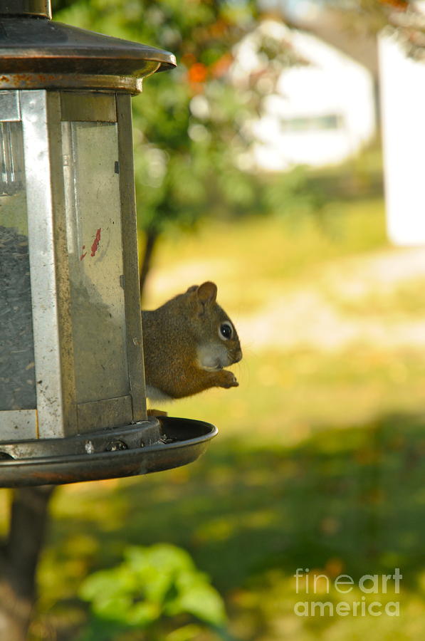 Stealing Squirrel Photograph by Sean Stauffer | Fine Art America