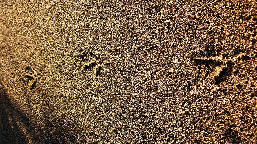 Step Lightly Photograph by Charles Jennison - Fine Art America