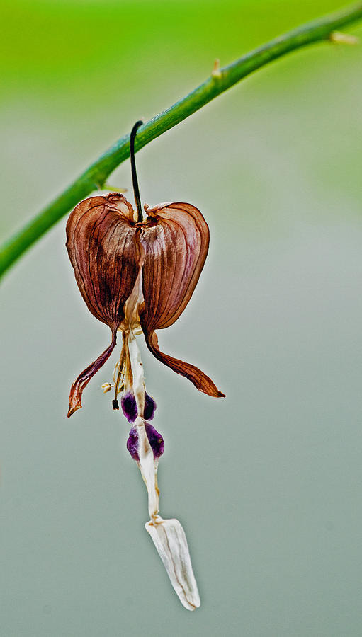 Still Bleeding Two Photograph by Danielle Del Prado - Pixels