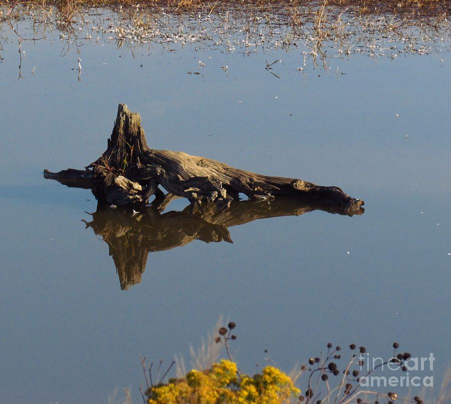 Still waters flow shallow Photograph by Rrrose Pix - Fine Art America