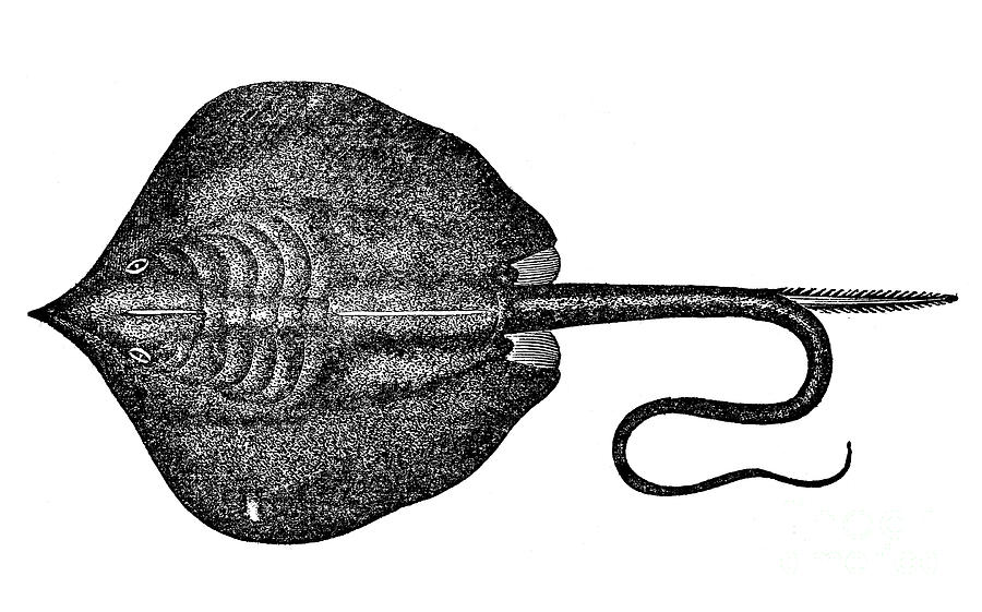 Stingray Photograph by Granger - Pixels