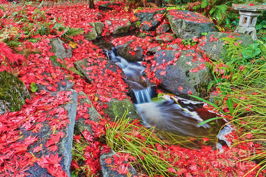 Stream in Red Photograph by Jon Mack - Fine Art America