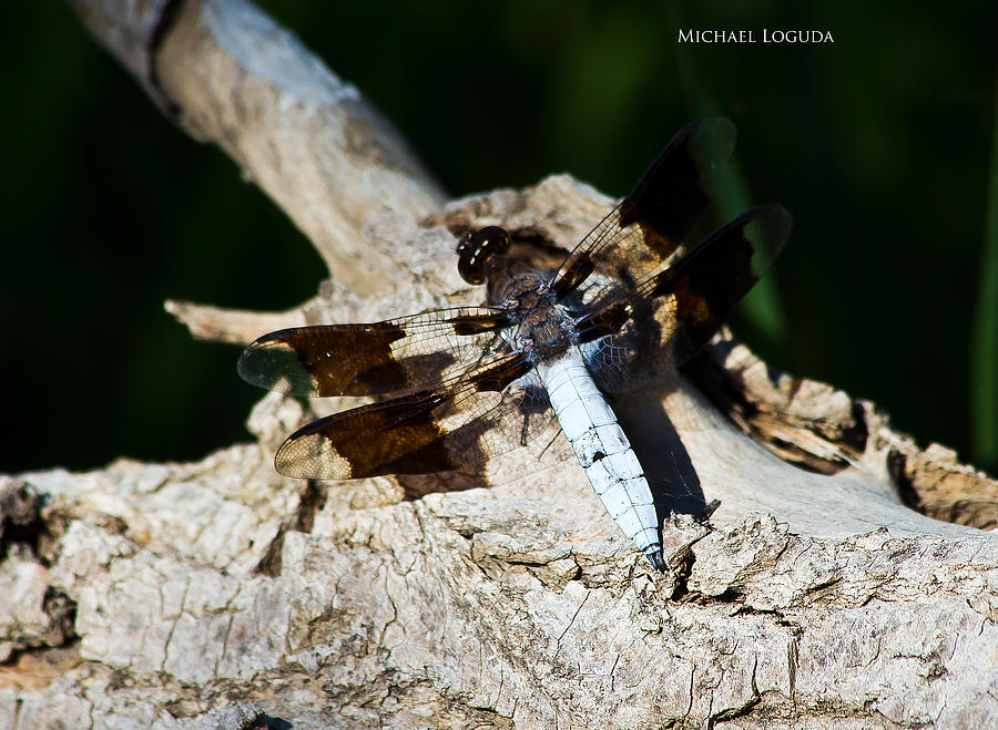 Stream-side Dragon Photograph by Michael Loguda - Fine Art America