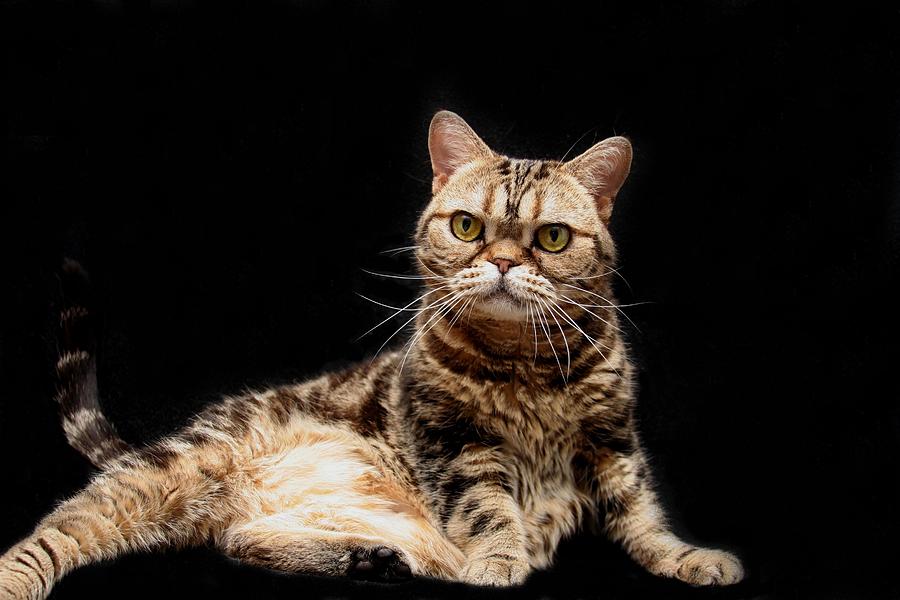 Strike-A-Pose Photograph by Ranee Taylor | Fine Art America