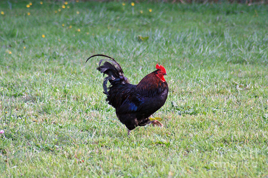 Struttin' Photograph by Douglas Cloud - Fine Art America