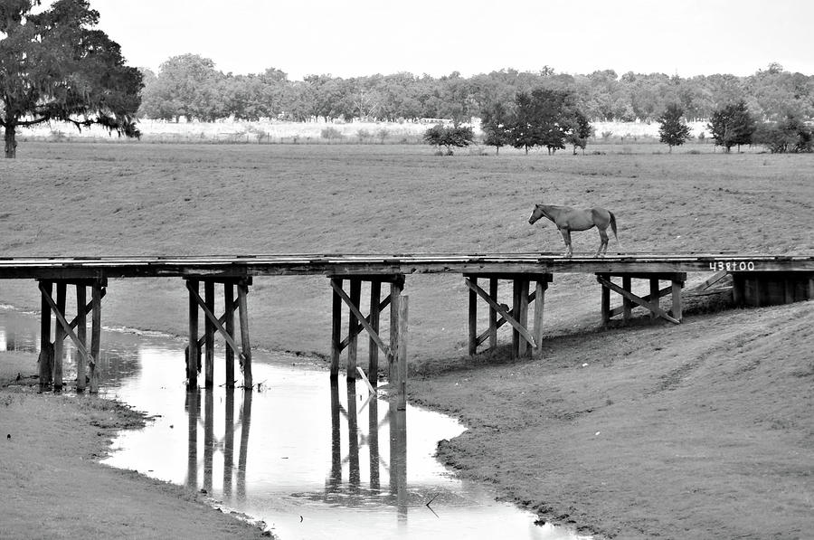 Stuck Photograph by Jonathan Garrett | Fine Art America