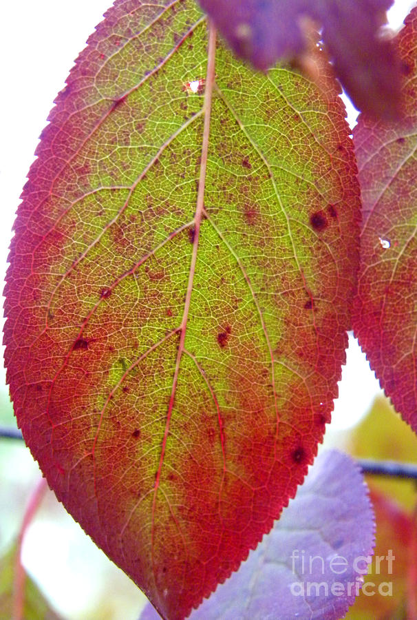 Study of Fall Leaf Photograph by Becky Wanamaker - Fine Art America