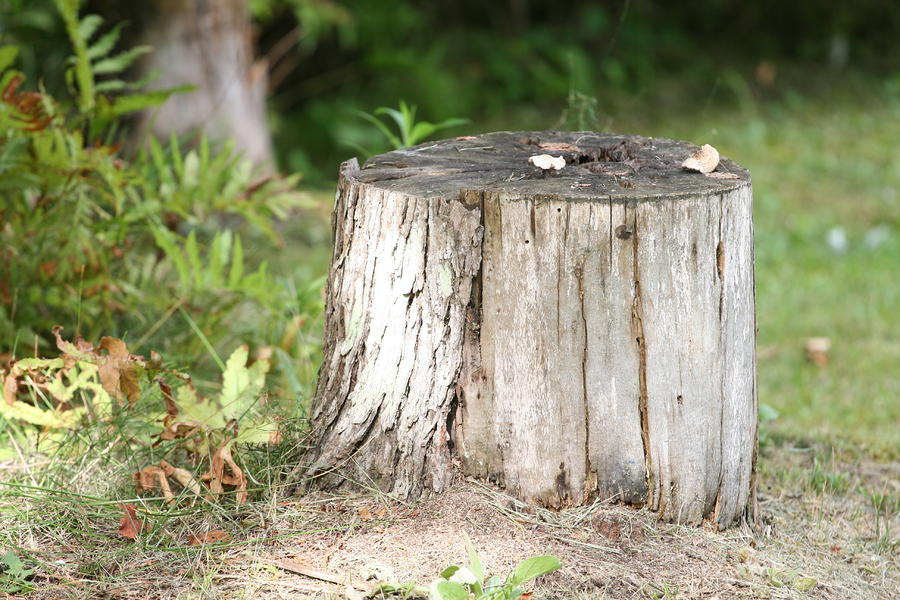 Stumped Photograph by Conrad Collaco - Fine Art America